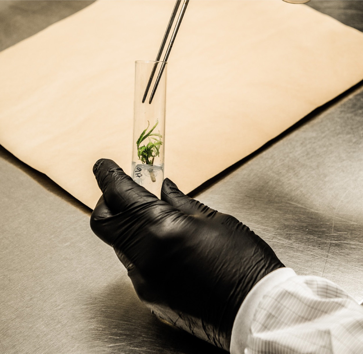 Genetics - Nordic Supreme